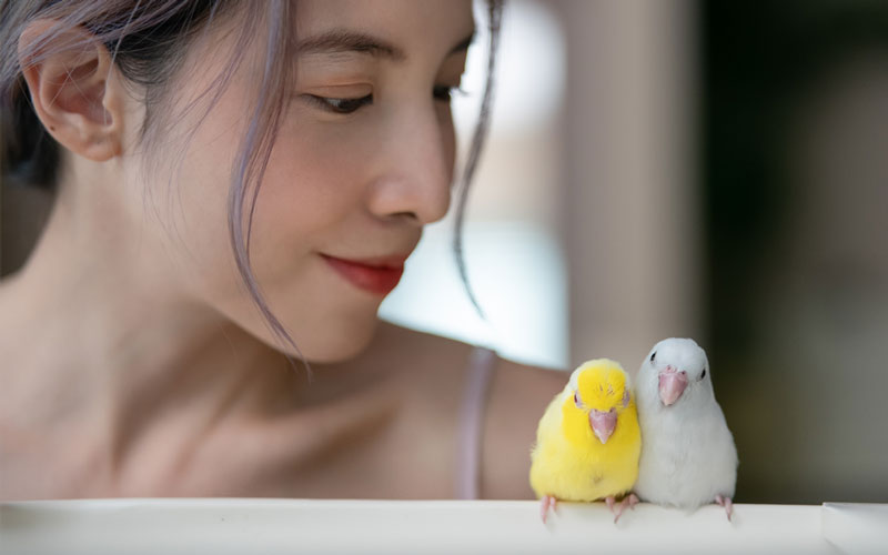 How to Potty Train a Parrotlet: A Simple Step-By-Step Guide